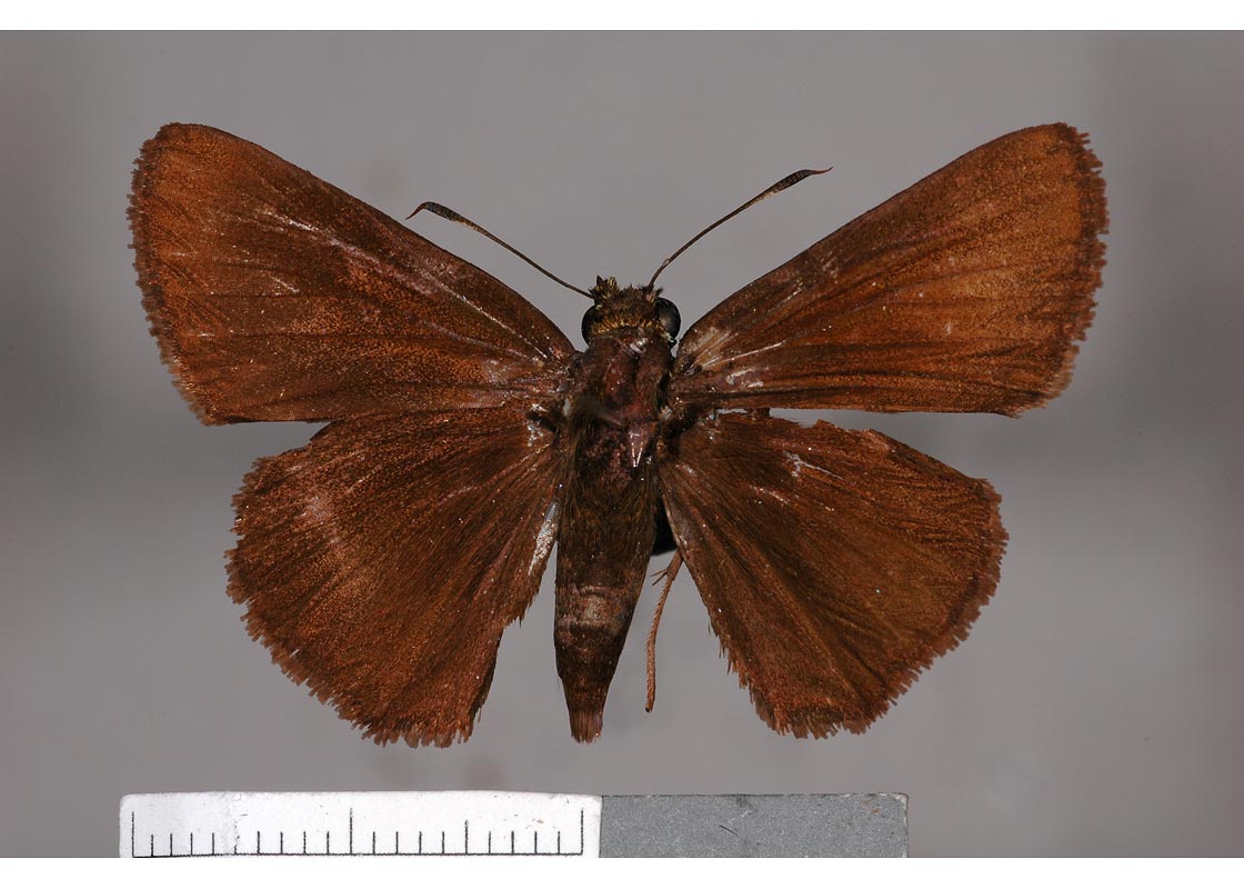 Mnaseas d. derasa (pinned specimens)